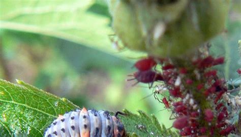 Growing And Harvesting Pyrethrum Natural Insecticide For Aphids