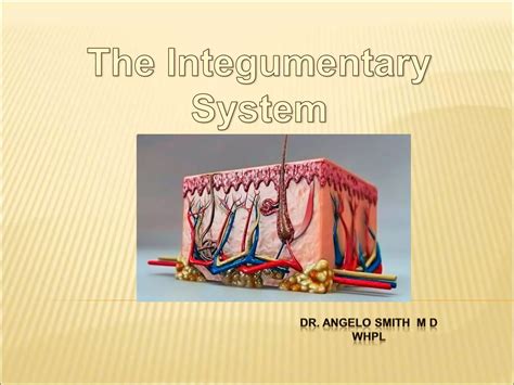 Ppt Section 1 The Integumentary System Powerpoint