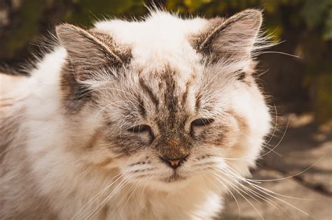 猫 头 脸 Pixabay上的免费照片 Pixabay