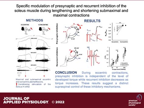 Specific Modulation Of Presynaptic And Recurrent Inhibition Of The Soleus Muscle During