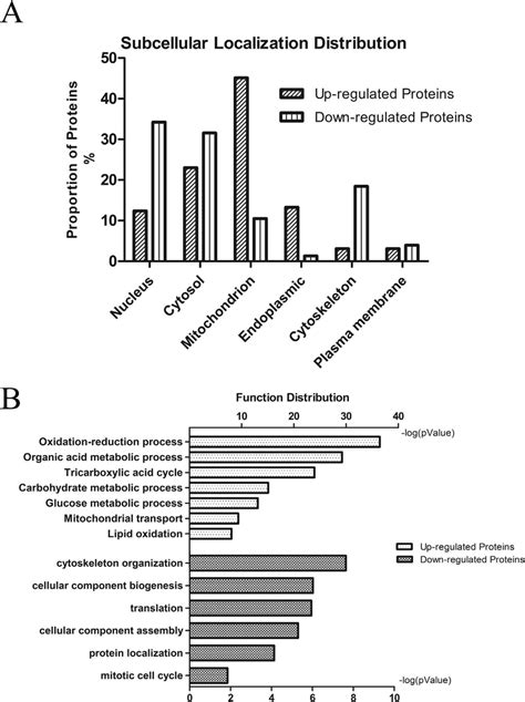 Subcellular And Biological Function Of Differential Expressed Proteins Download Scientific