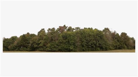 Transparent Treeline Silhouette Png Tree Crown Png Png Download Transparent Png Image PNGitem