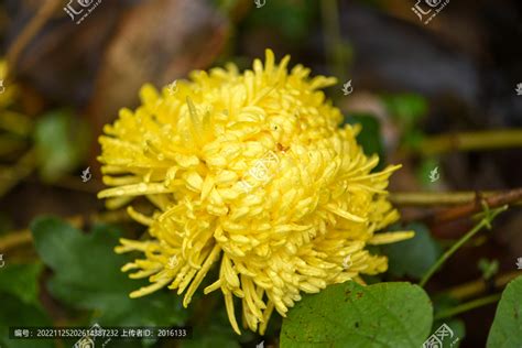 金丝皇菊 花卉 植物花草 摄影 汇图网www huitu