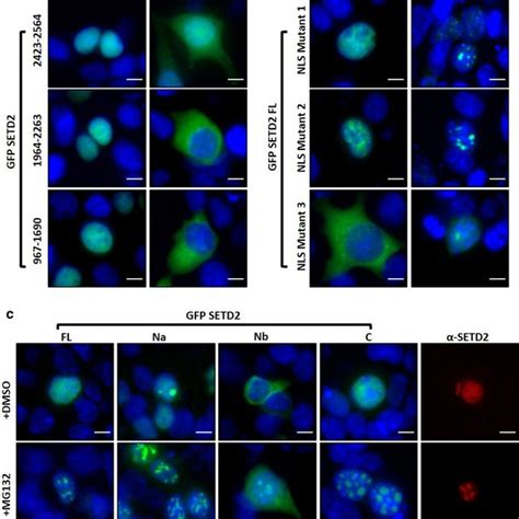 Setd2 Forms Nuclear Puncta A B Microscopy Images Showing Localization Download Scientific