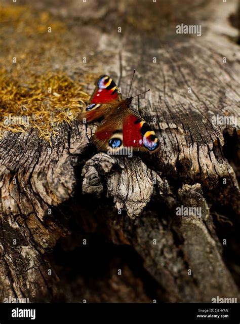 European Peacock Butterfly Aglais Io In Very Bright Colors Sitting At