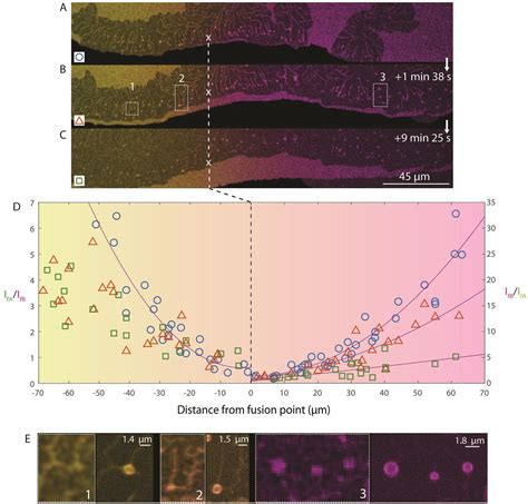Autonomous Development Of Compositional Diversity In Self‐spreading Flat Protocells Gözen