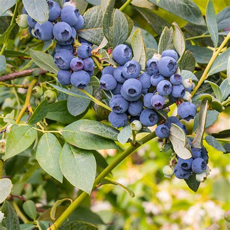 Misty Highbush Blueberry Bushes For Sale