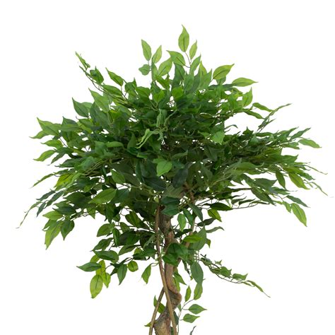 Ficus Tree Majuhome Estore