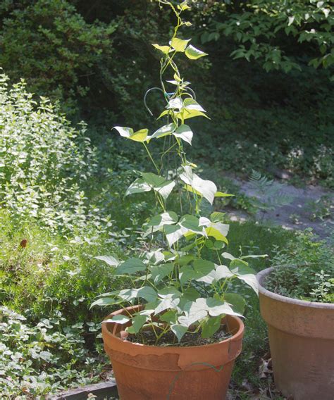 How To Grow Black Beans At Home And Get A Bumper Harvest Homes And Gardens