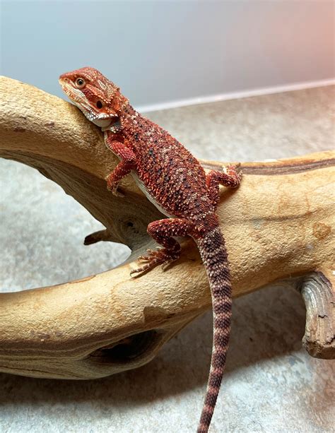 Red 50percent Red Monster Central Bearded Dragon By House Of Dragons