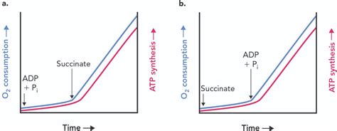 Solved Part 1 In The Figure Above Oxygen Consumption And