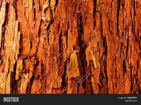 Trunk Tree Vivid Red Color Bark Image Photo Bigstock