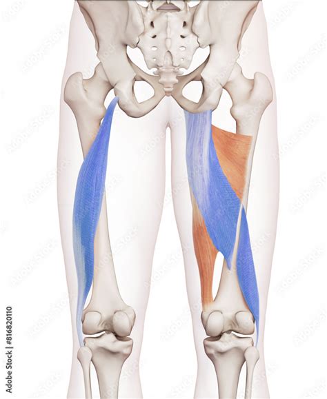 Spiral Line Of The Thigh Forth Hamstring Adductor Magnus Biceps