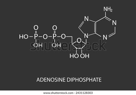 Adenosine Diphosphate Molecular Skeletal Chemical Formula Stock Vector Royalty Free 2431128303