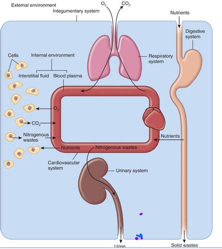 PHSL Exam Cell Muscle And Neuro Flashcards Quizlet