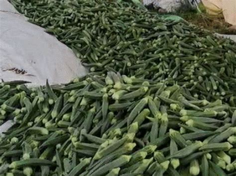 12th Pass Farmer In Rajasthan Becomes Millionaire Through Okra Farming