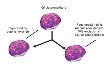 Diferencia Entre Células Progenitoras Y Precursoras Pediaexpertos