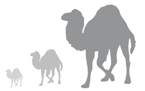 Regular Expressions In Programming Languages Perls Of Wisdom