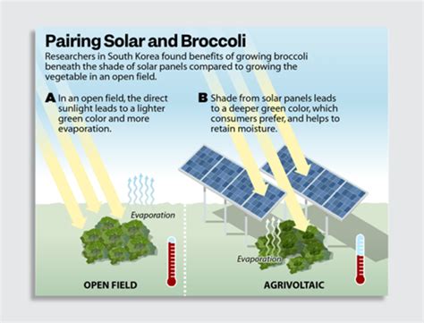 Agrivoltaic Farming Enhancing Solar Energy And Agriculture