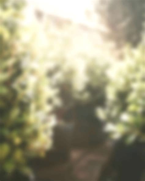 Blurred Tree Sunset CB Background HD Download CBEditz