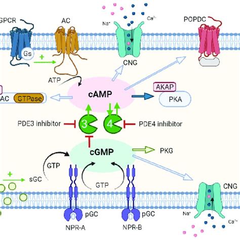 Schematic Representation Of Crosstalk Campcgmp Signaling Mediated By