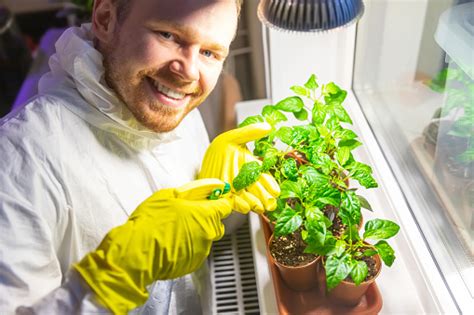 장갑을 낀 남자 정원사 과학자는 모종을 처리하고 비료로 잎을 분사하고 온실의 인공 조명 램프 아래에서 자란 곤충 해충과 싸웁니다 Stem 주제에 대한 스톡 사진 및 기타