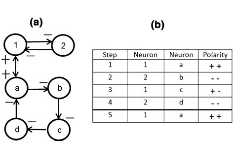 A Segregated Neural Circuits Of 2 And 4 Neurons Having B A Meta Period