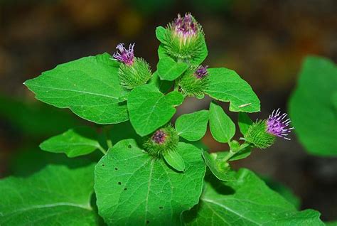 Arctium Minus Page