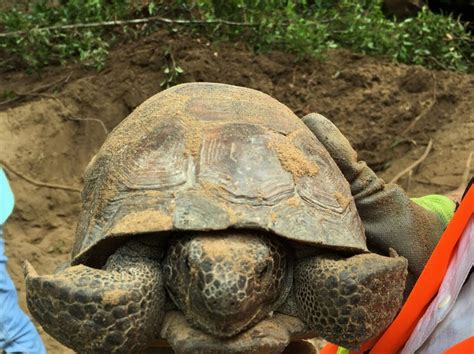 Digging With Gopher Tortoises Normandeau Associates