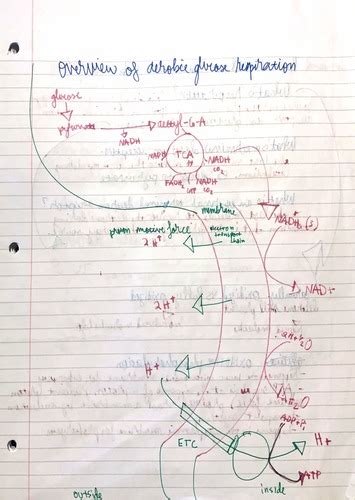 Lecture 20 Pyruvate Dehydrogenase Complex Flashcards Quizlet