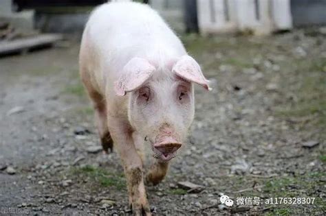 天气变冷早晚温差大，猪直肠脱很常见的，解决方案你知道吗？ 知乎