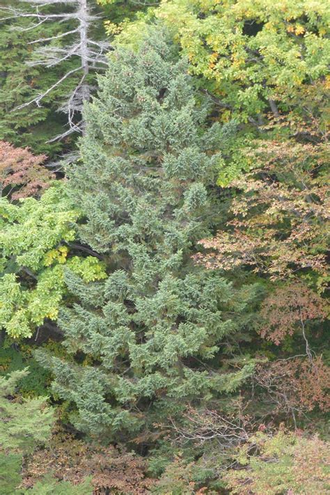 Picea Alcoquiana Trees And Shrubs Online
