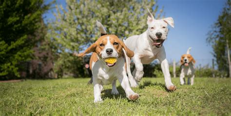 Core Values Gulf Coast Veterinary Center Of Tampa