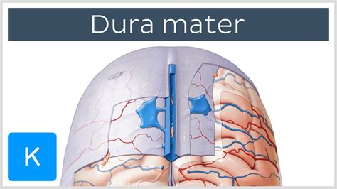 Dura Mater Function Location And Layers Neuroanatomy Kenhub Youtube