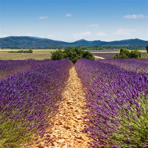Обои на рабочий стол лавандовое поле фото и картинки 61 штук