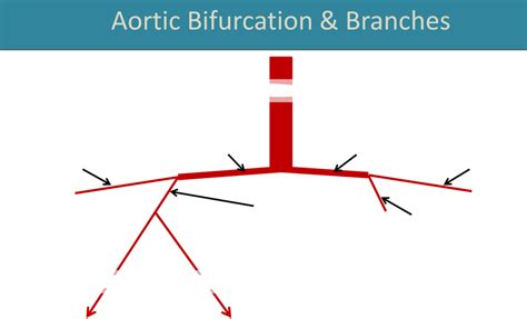 Inferior Abdominal Aortic Bifurcation And Branches Diagram Quizlet