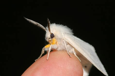 Venezuelan Poodle Moth Photos Wallpapers ανανεωμένο The Fun Bank