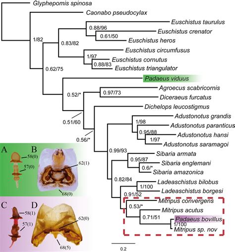 Bayesian Inference Consensus Tree Based On The Analysis Of Four Download Scientific Diagram
