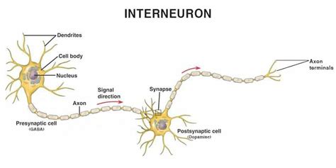 Interneuron