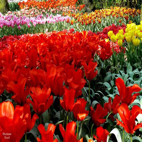 Нидерланды Койкенхоф Platpaul — Livejournal