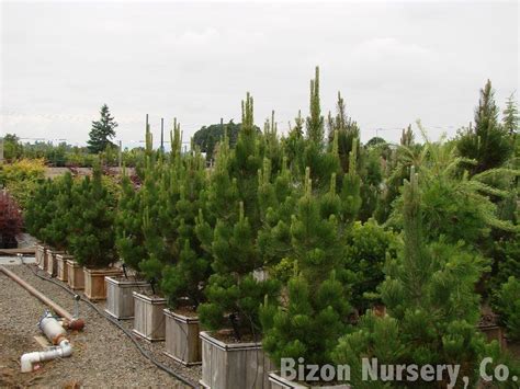 Pinus Leucodermis Satellite The Site Gardener