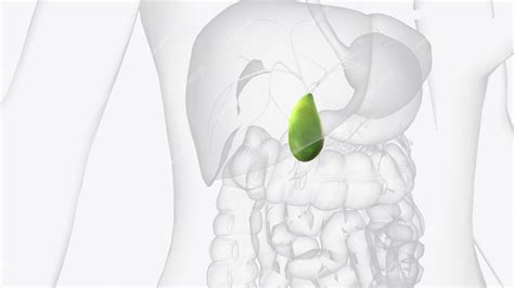 Premium Photo Your Gallbladder Is A Small Pearshaped Organ In Your Upper Right Abdomen