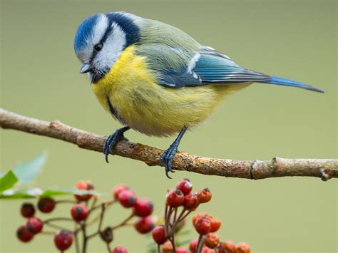 Tipos De Pájaros Características Hábitos Y Más