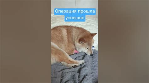 2 часа после операции Хаски трясёт сильно Youtube