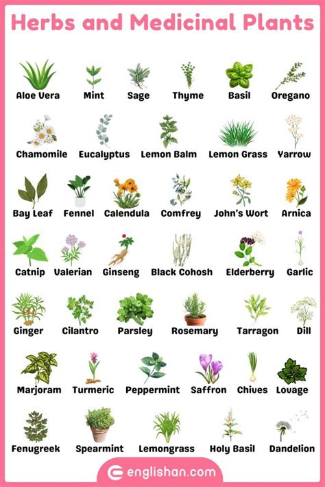Herbs And Medicinal Plants Names In English Medicinal Plants Medical