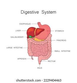 Anatomy Human Digestive System Description Corresponding Stock Vector