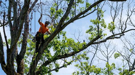 Tree Trimming Pruning Holtslander Sons Tree Service