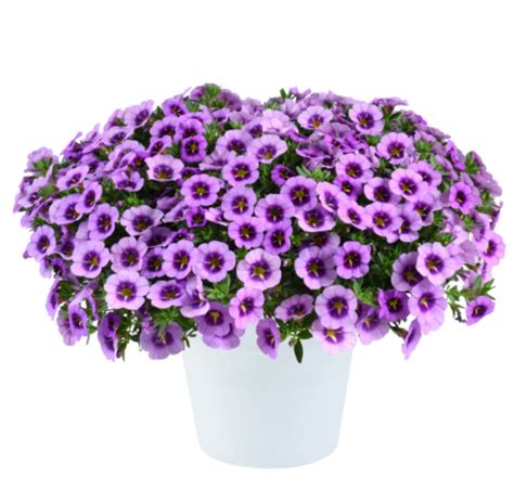 Colibri™ Spark Purple Danziger