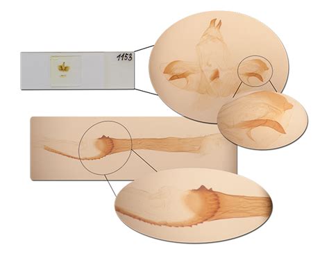 All Rights Reserved Sphingidae Museum Com 2011 2025 Made By Reklalink All Rights Reserved Sphingidae Museum Com 2011 2025 Made By Reklalink