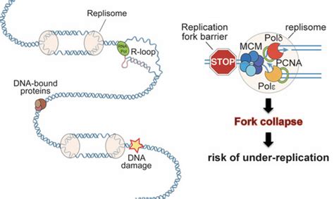 Dna Replication Fork Replisome Dna Replication Fork Replisome